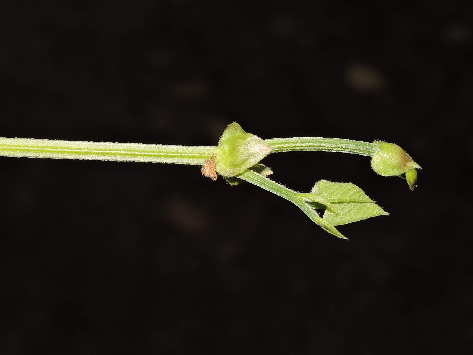 Fabaceae - Leguminosae no Brasil: Papilionoideae