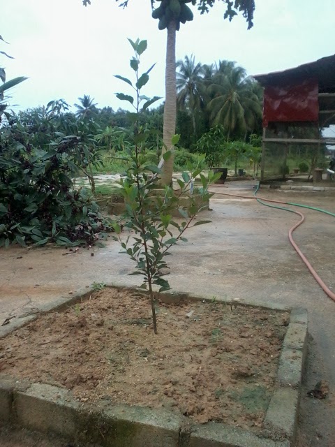 Mohd Sobri Hussin: Benih Pokok Apple