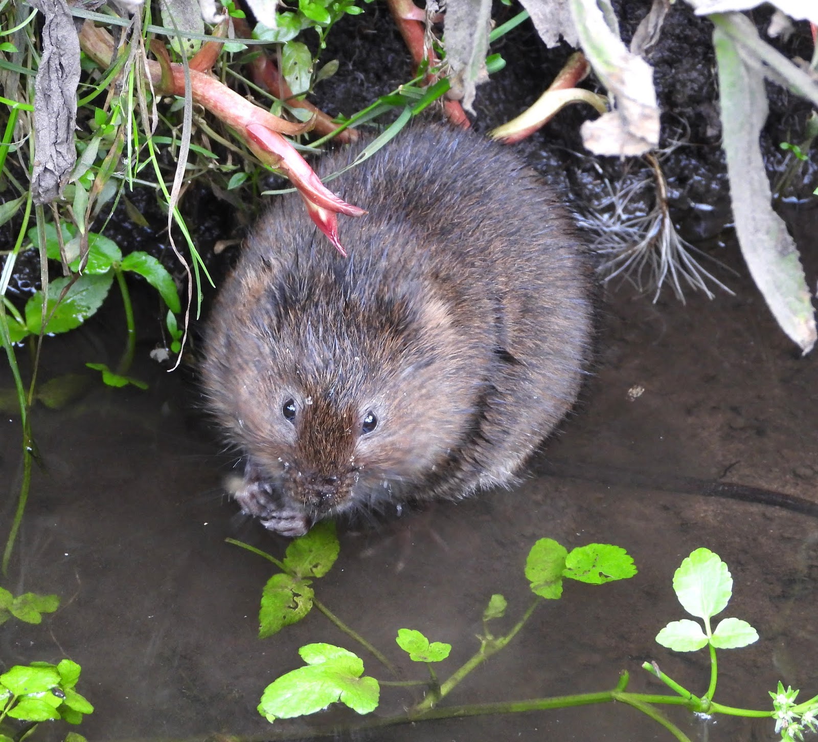About a Brook: Close Encounter with a Stoat