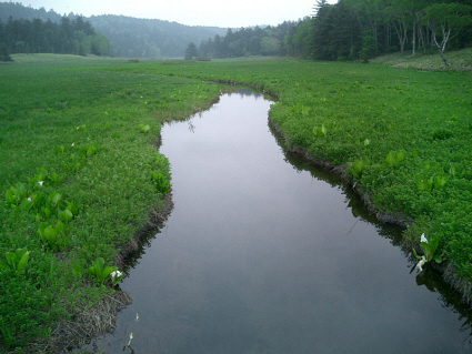 Four Seasons in Japan: Oze Marsh