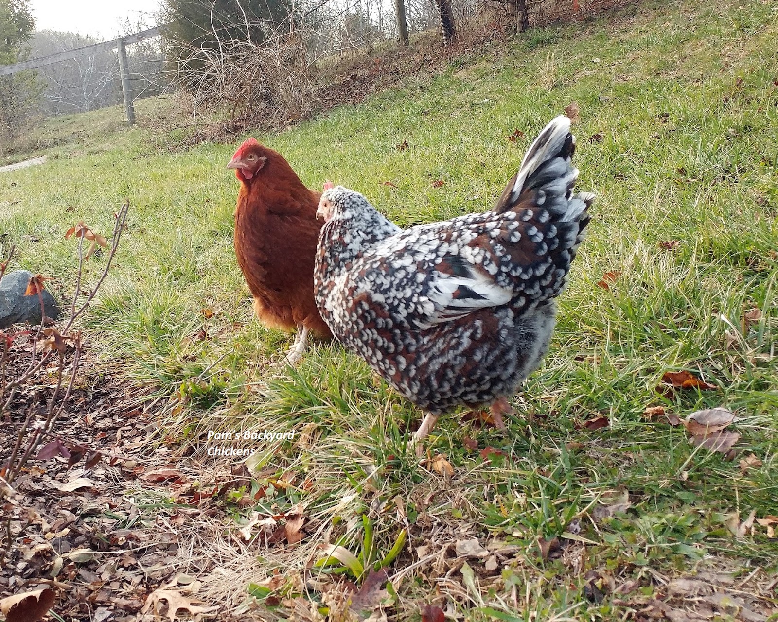 Pam's Backyard Chickens: Sussex Chicken Breed Spotlight