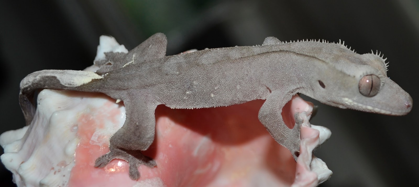 Crested Geckos Blog: Grey Geckos Photos