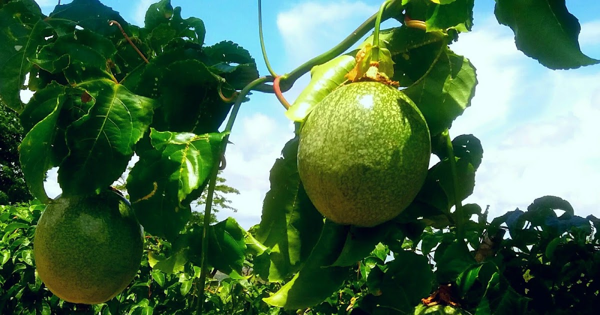 A cultura do Maracujá
