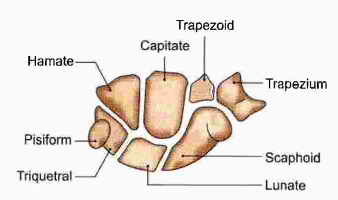 Carpal bones - Fracture, Age determination, Ossification & mnemonics
