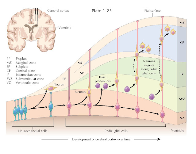 NEUROGENESIS AND CELL MIGRATION IN THE DEVELOPING NEOCORTEX - pediagenosis