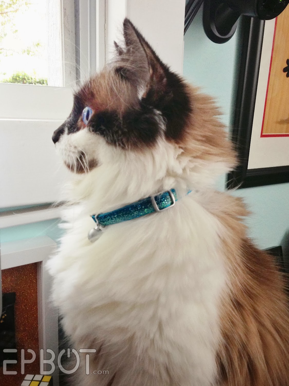 EPBOT: Quick Craft: Make Your Own Custom Cat Collar