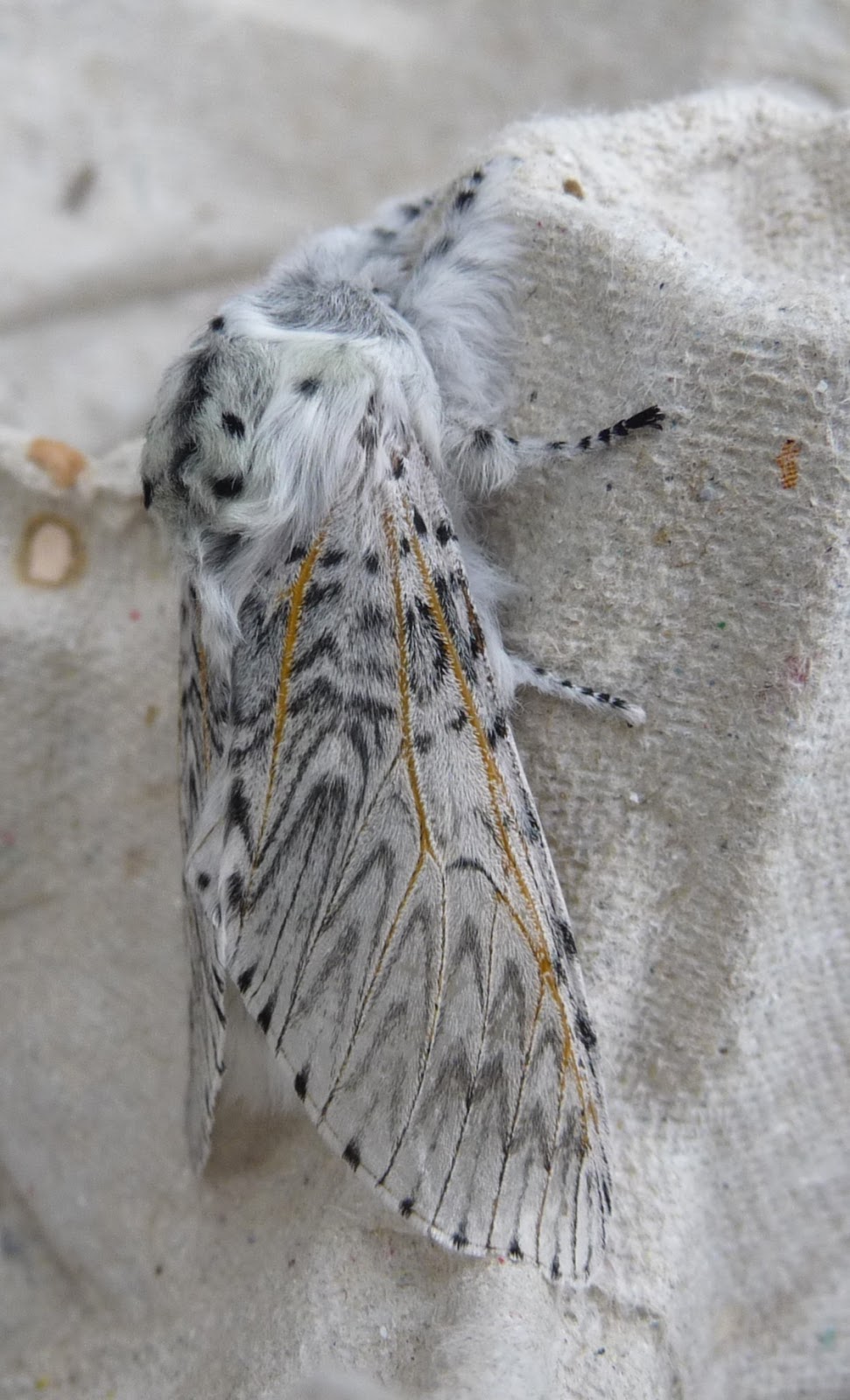 Ceredigion Moths: Ruddy highflyers