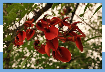 E.P. N° 1 "Mariano Moreno": 22/11Día de la Flor Nacional "El Ceibo"