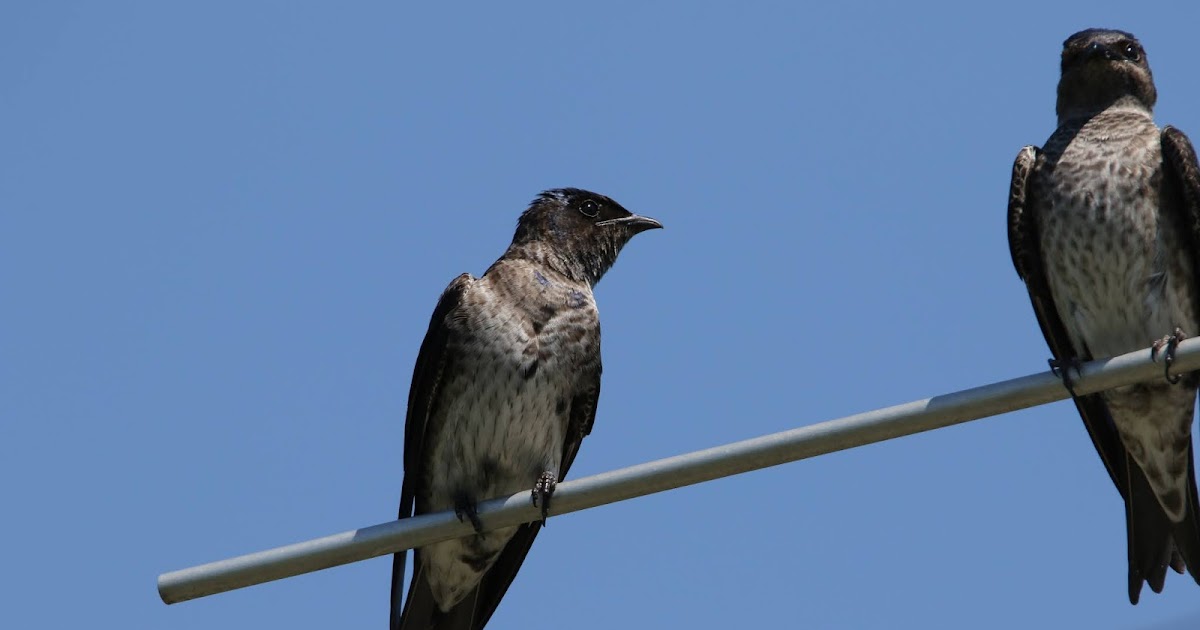 The Birds & The Bees: Purple Martin Sub-Adults Arriving in Missouri