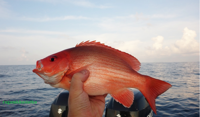 16 Ragam Khasiat Dan Manfaat Si Ikan Kakap Merah Untuk Kesehatan ...