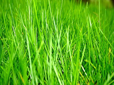 Um Bom Jardim: Que tipo de relva deve escolher