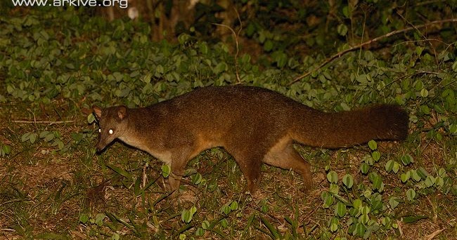 Abe's Animals: Eastern falanouc