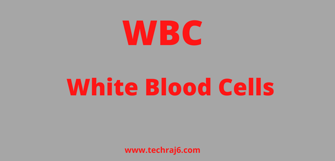 wbc-full-form-what-is-the-full-form-of-wbc