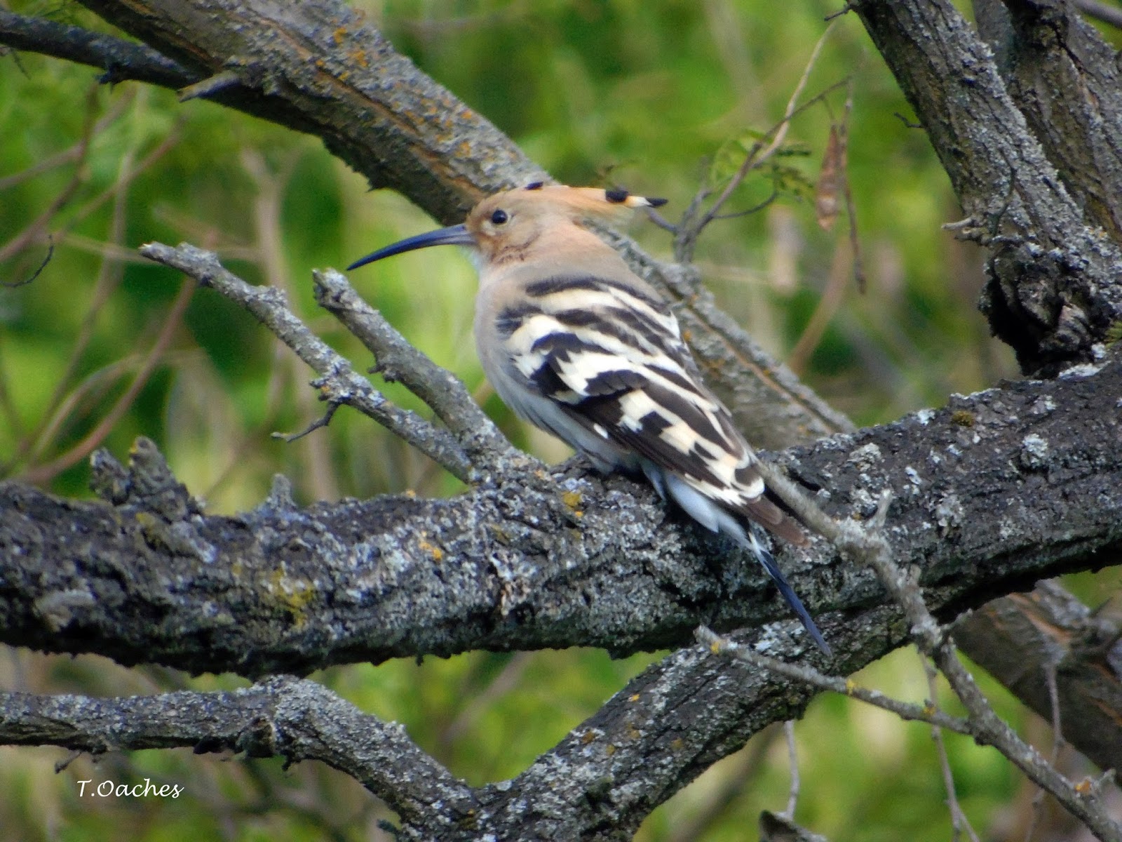 PASARI DIN ROMANIA: PUPAZA, Upupa epops