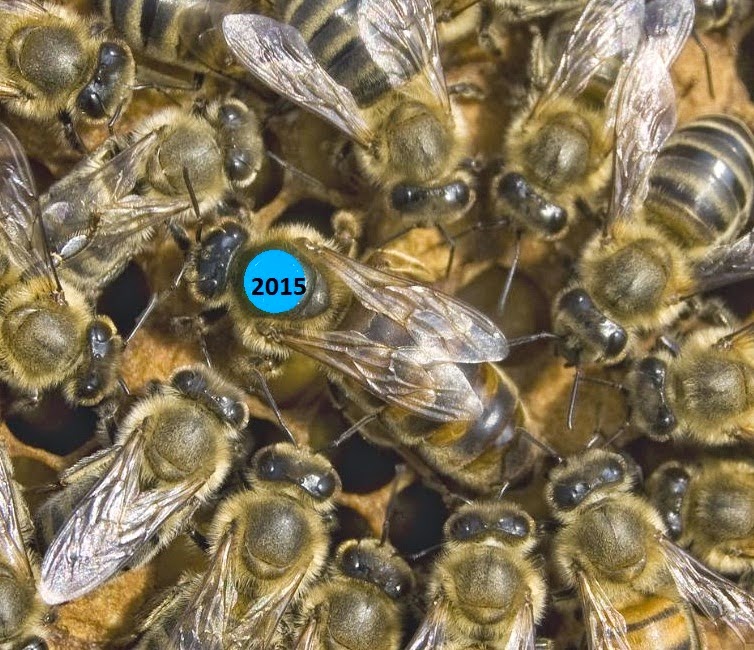 Totul despre apicultura: MATCA PERFORMANTA?