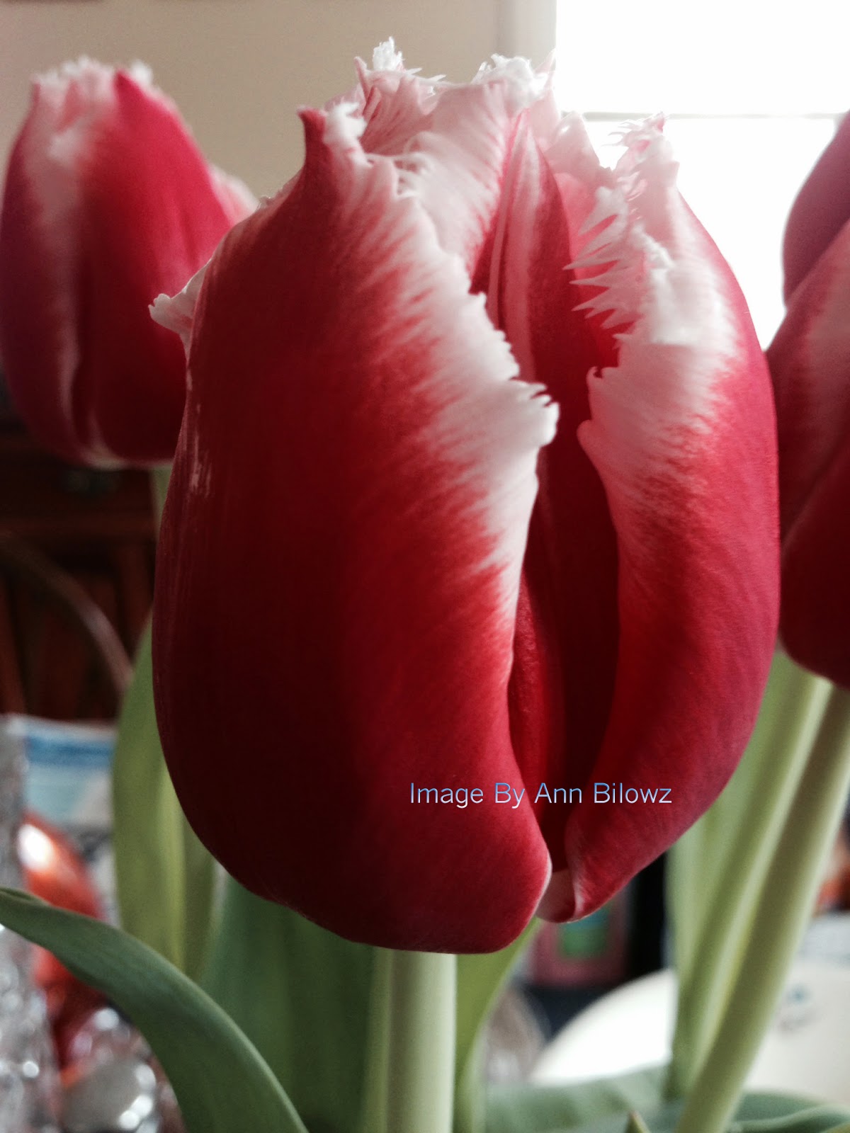 Annie's Gardening Corner: Spring = Tulips