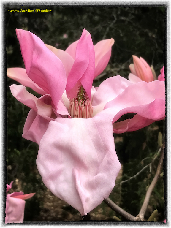 Conrad Art Glass & Gardens: #2 of "The 2017 garden year in review ...