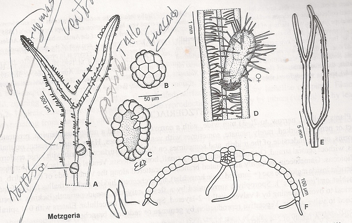 Flora de Puerto Rico Ilustrada Papo Vives: HEPÁTICAS TALOIDE ...