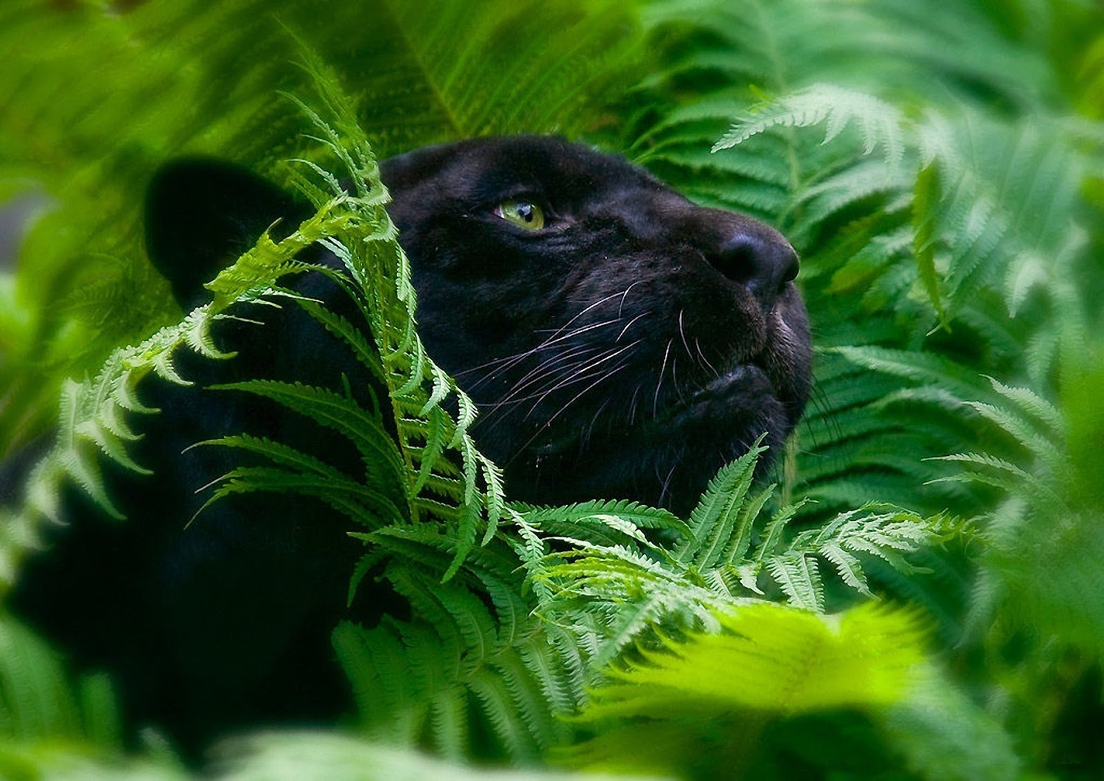 Panther - HD Wallpapers | Earth Blog