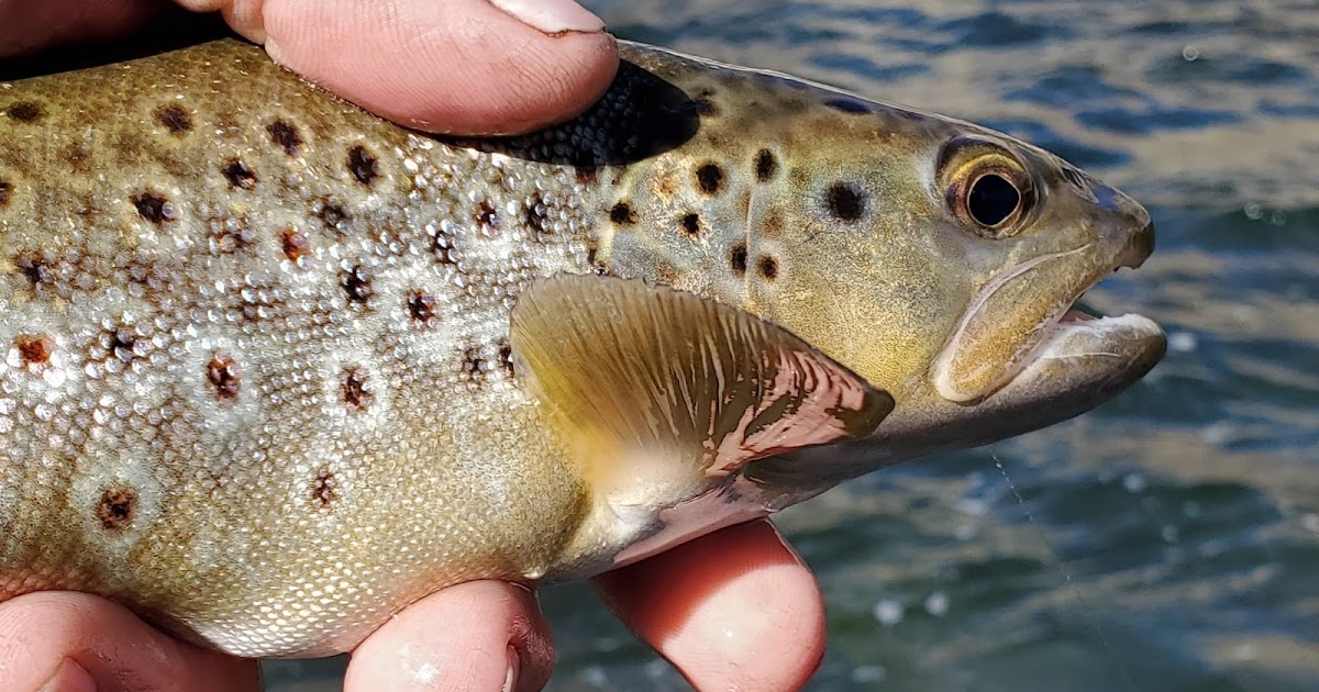 Fish Spotter: Out and About