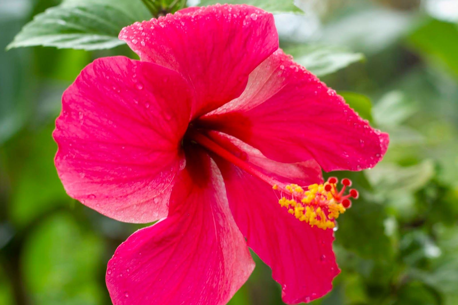 Saidi Kweli March 26, 2020