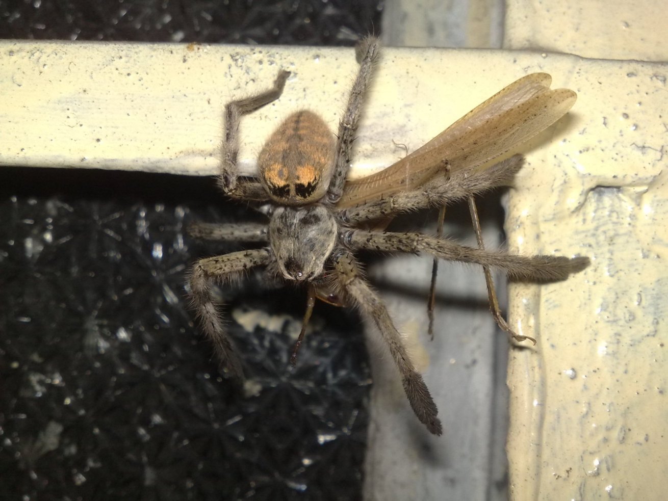 MAURITIUS ISLAND - Ile Maurice: Strange, Famous Flies and Bugs