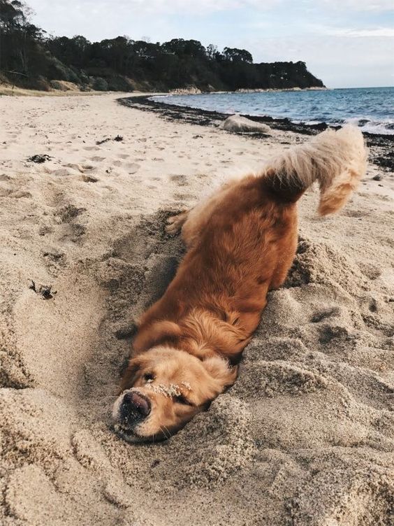 15 Happiest Dogs You Will Ever See In Your Life.