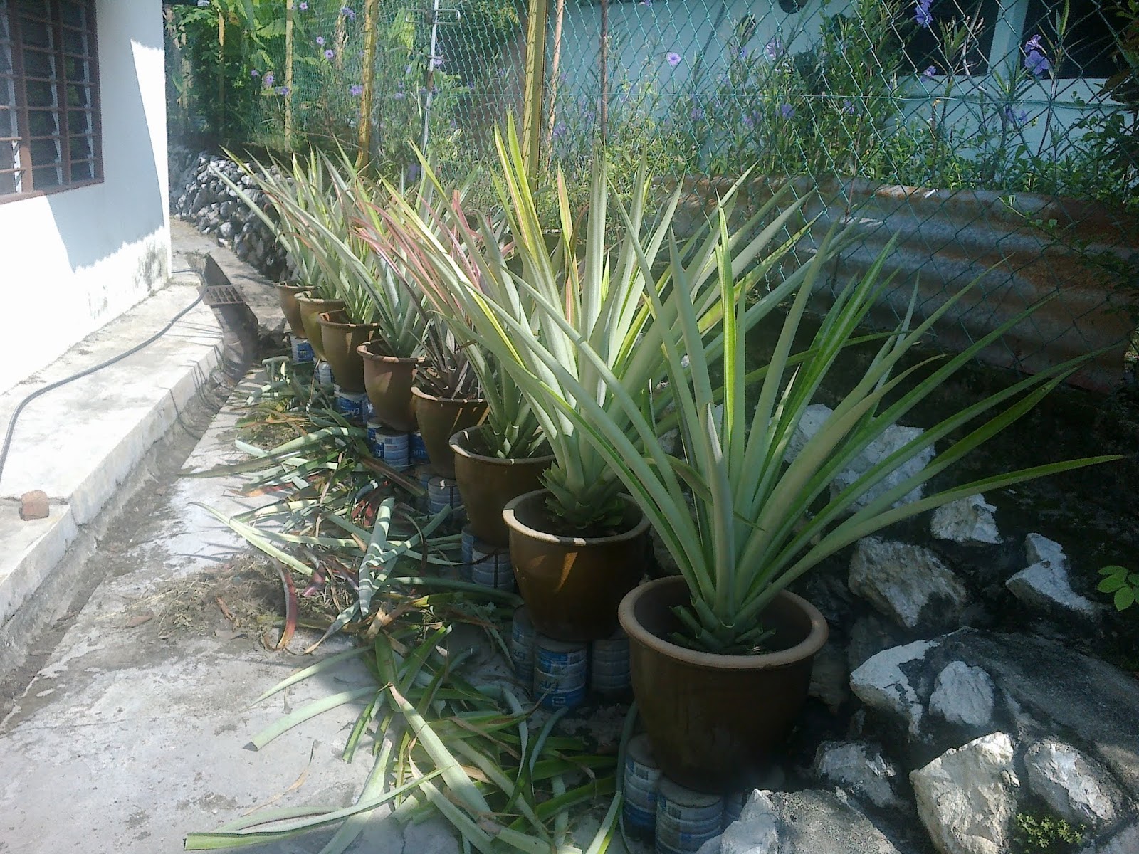 Cik Azz Kebun Nenas Sekangkang Tikus 😁
