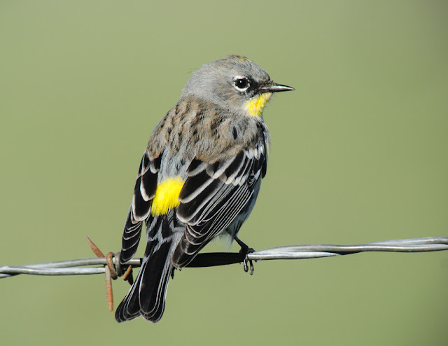 Len's Lens - Confessions of a digiscoper: California: Song Sparrow an ...