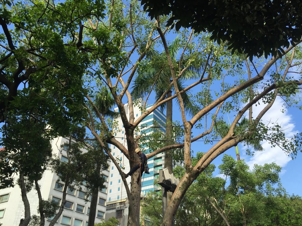 彈性纜繩系統－樹木支撐的新選擇 cobra tree bracing system | 樹沃客樹藝