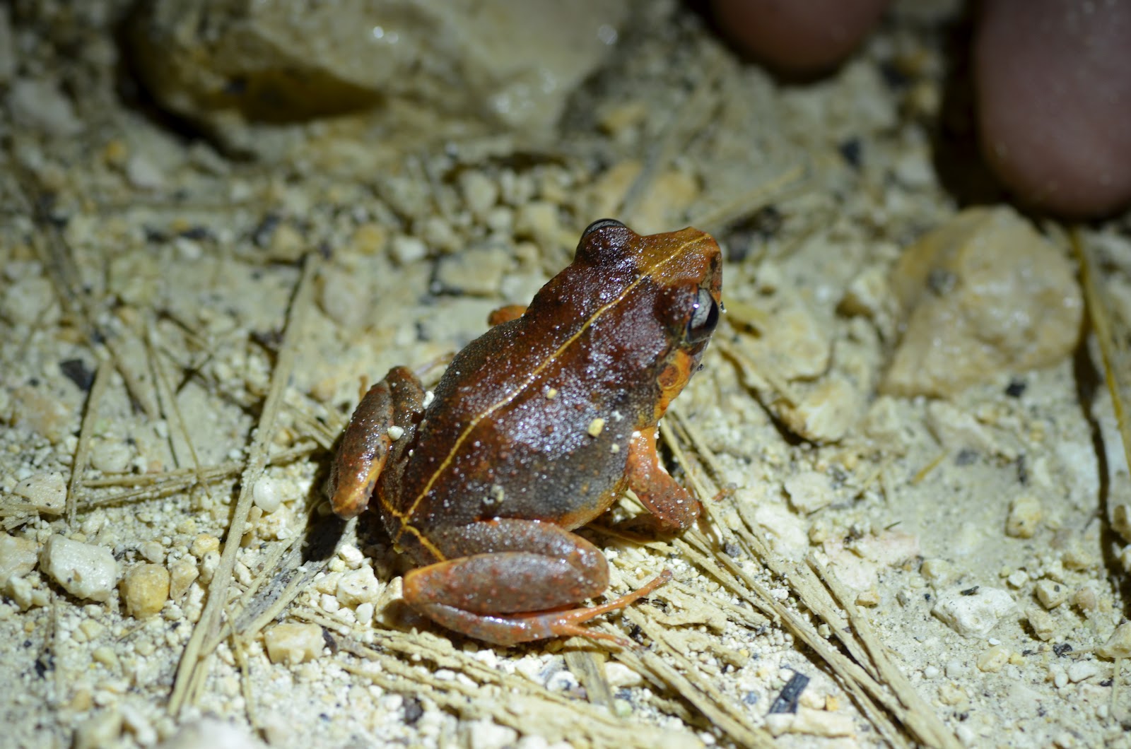 Sightings of a world traveler: Jamaican Herptofauna