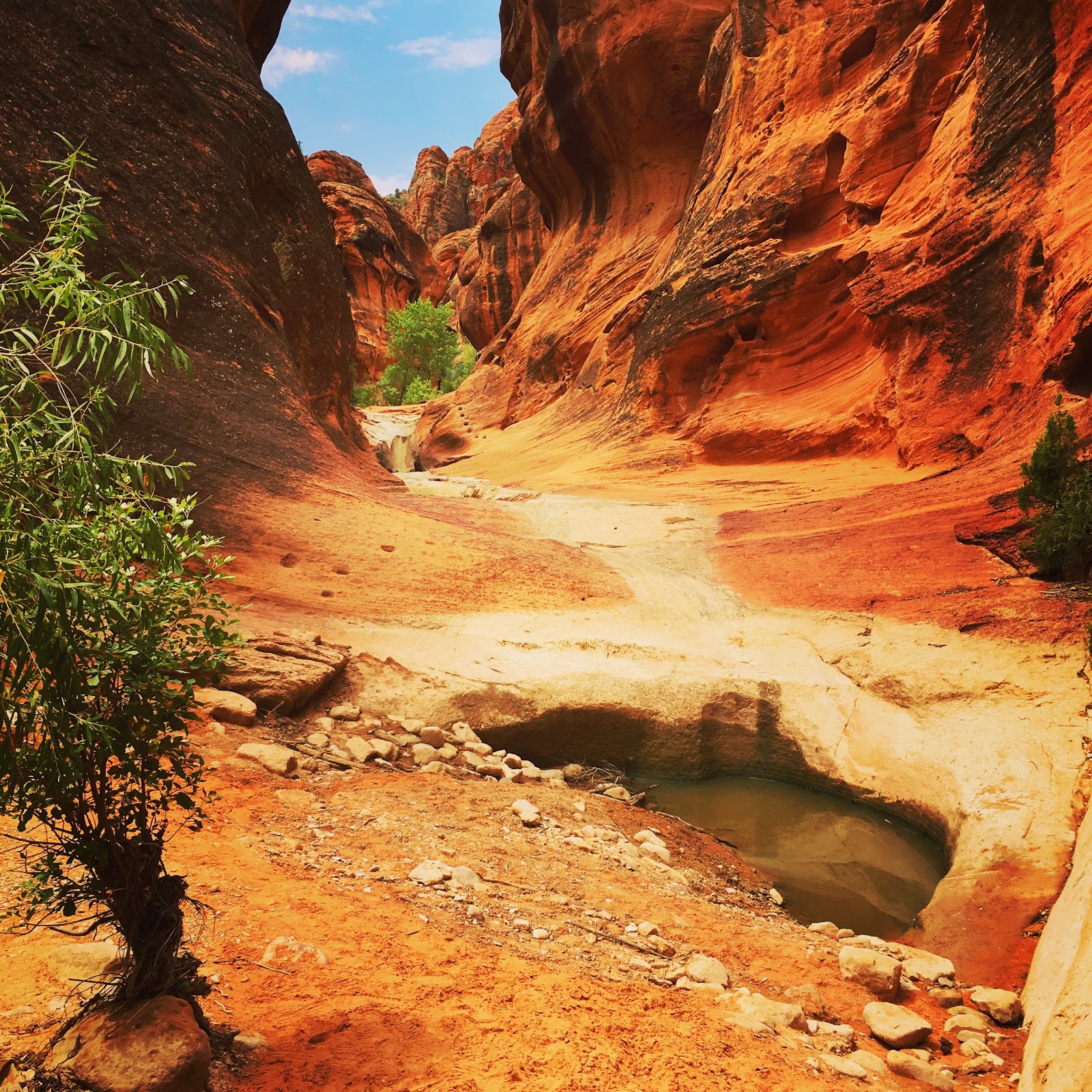 Red Cliffs National Conservation Area - Red Reef Trail
