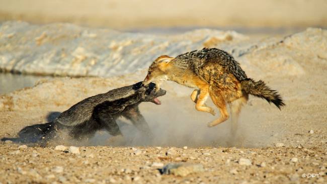 Why are honey badgers so aggressive? | Interestingfactswildlife.in