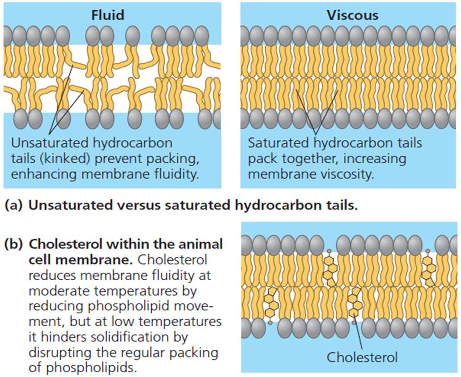 Gambar 2. Fosfolipid Membran Sel, sumber: biology 9th edition (Campbell ...