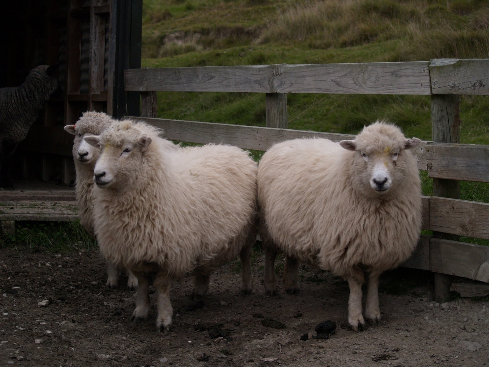 Smack New Zealand: Kaikoura. Beach, Seals and More Sheep