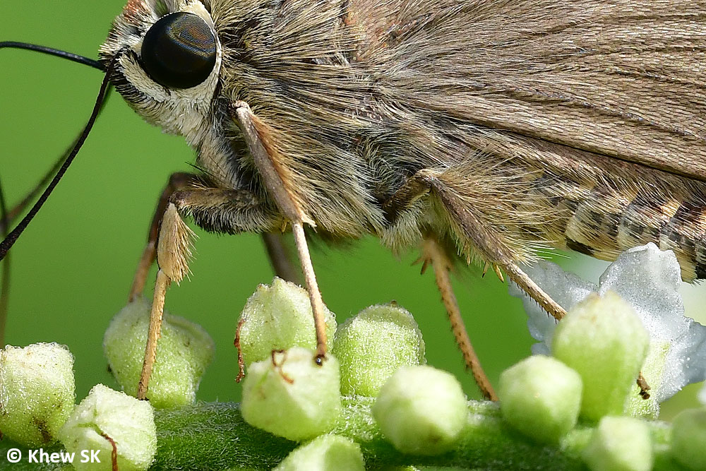 Butterflies of Singapore: The Butterfly Legs
