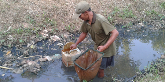 INFO PANTURA DEMAK JEPARA KUDUS : Comberan Yang Membawa Rezeki