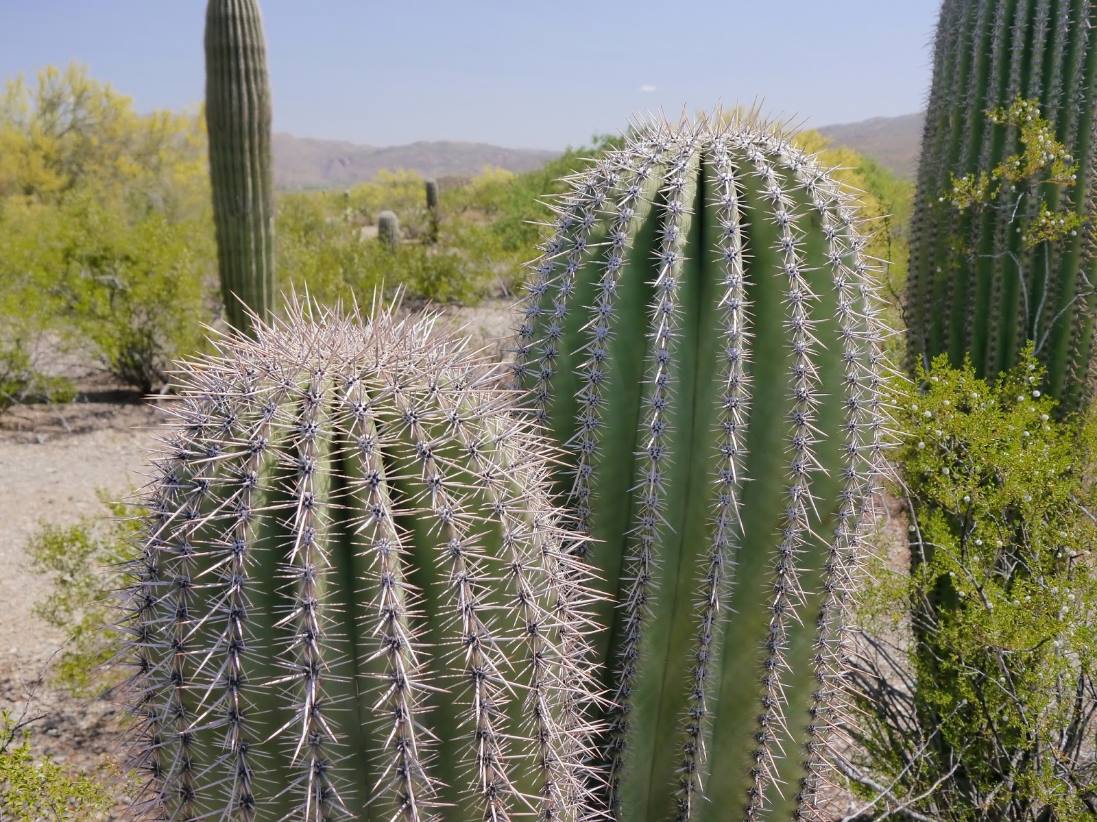 American Travel Journal: Cactus Forest Drive - Saguaro National Park