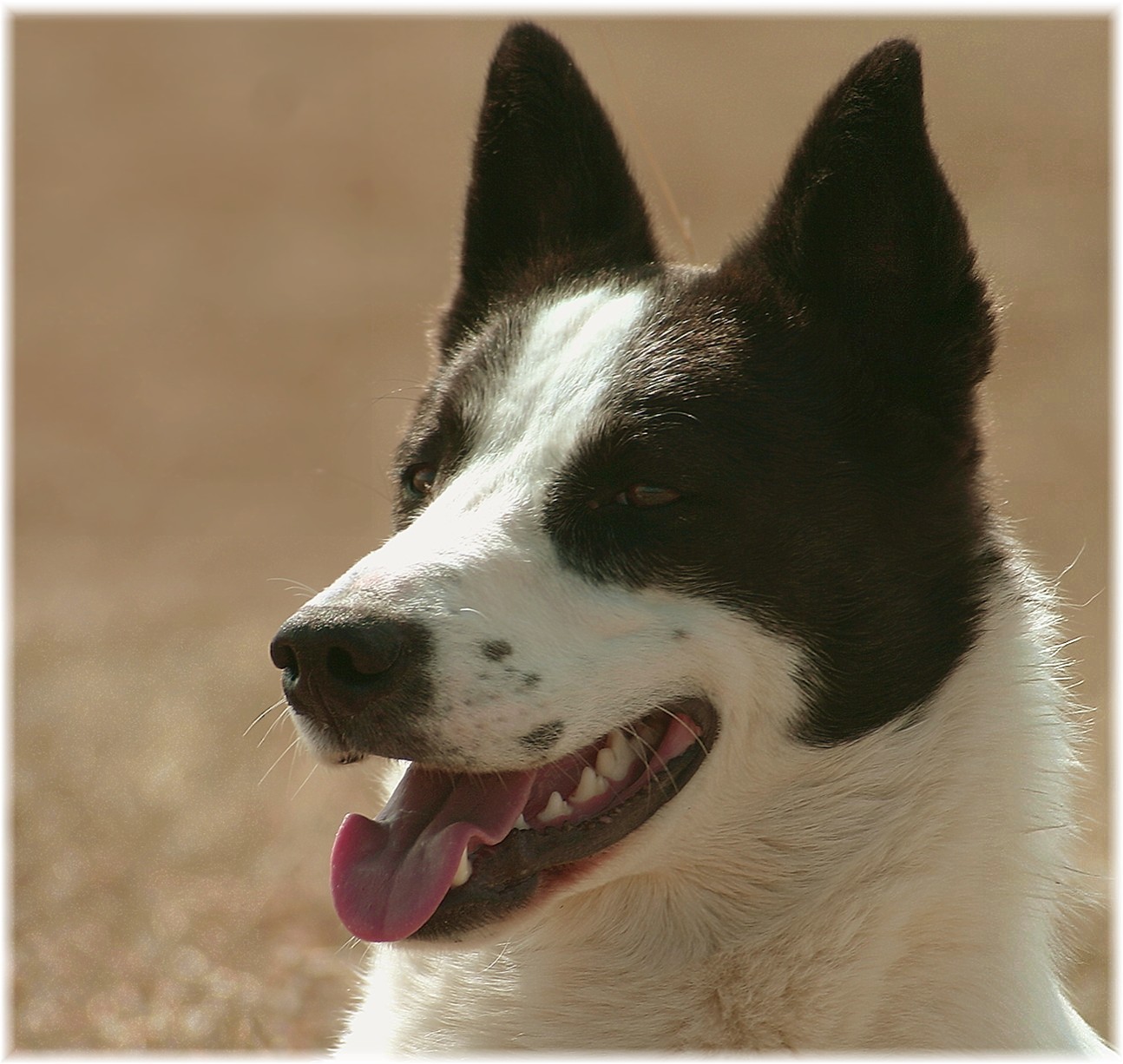 The Alberta Canaan Dog Crew: “Working” Canaans Just Wanna Have Fun Too!
