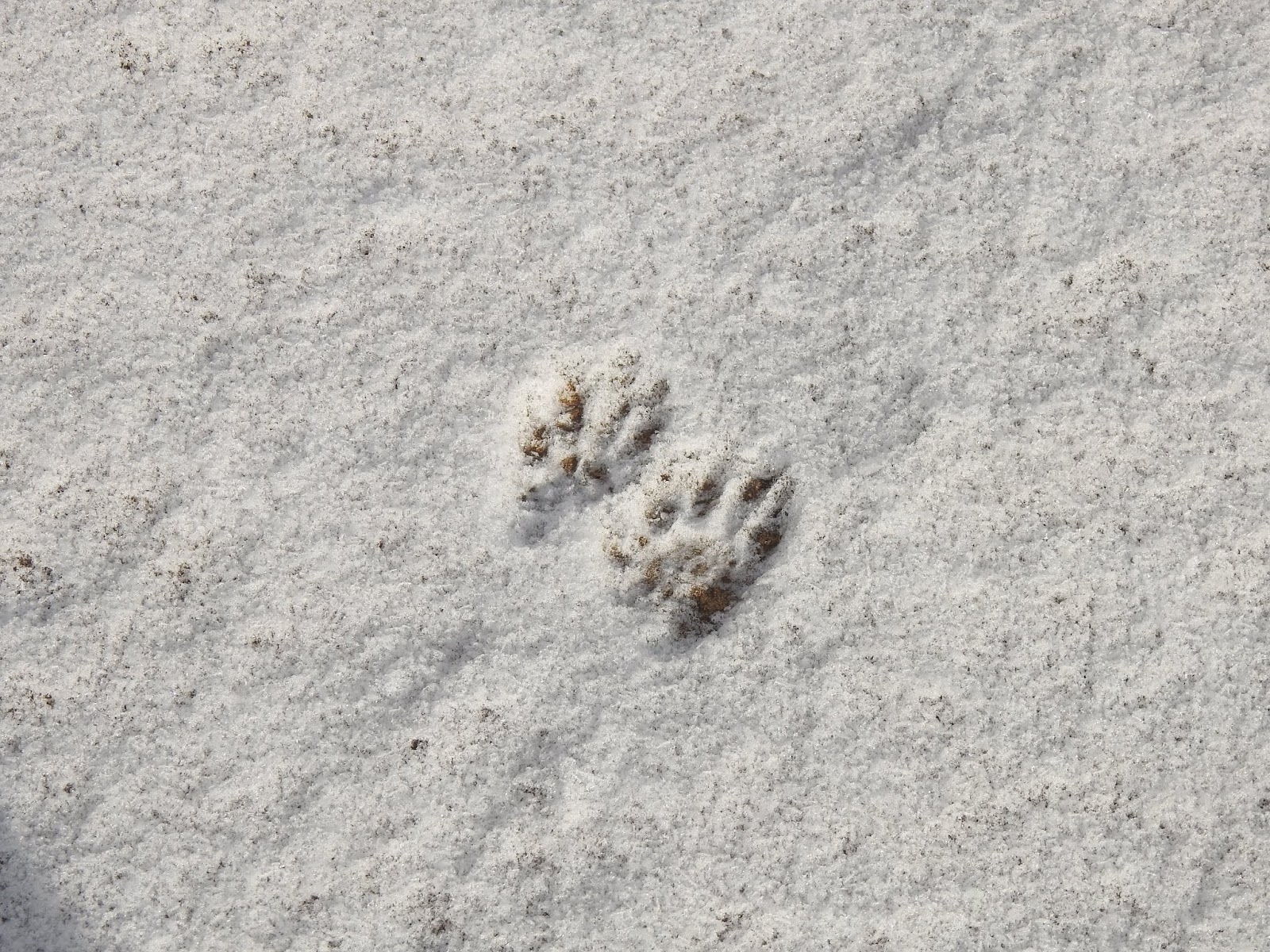 Nature Moncton Information Line: Dec 8 2019