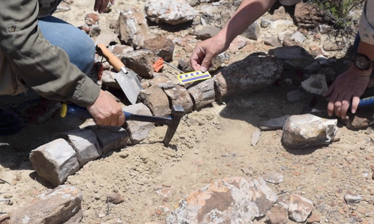 Fundacion Dinosaurios Cyl: Paraxenisaurus normalensis el nuevo ...