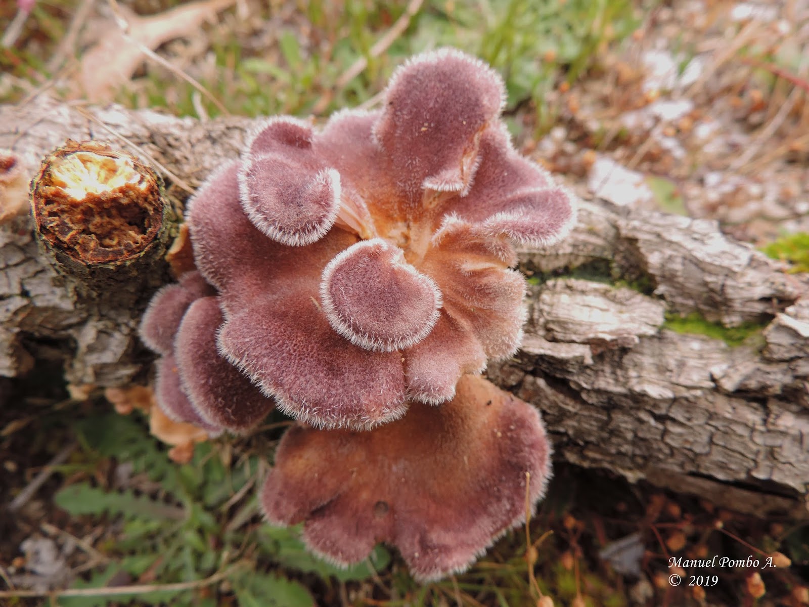 Un micólogo aficionado: Panus rudis (Fries).