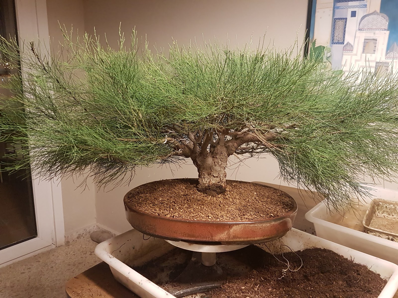 Germinando Semillas para Bonsai.: Casuarina equisetifolia II
