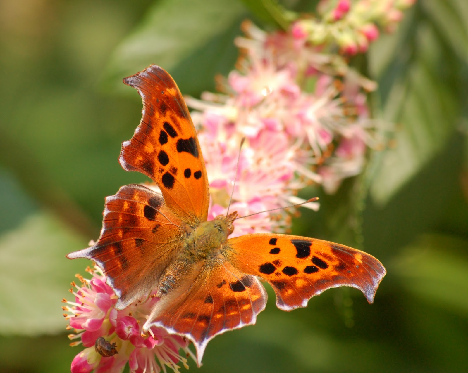 Sagomon: 12 Rare-Sighted And Appealing Butterfly Species