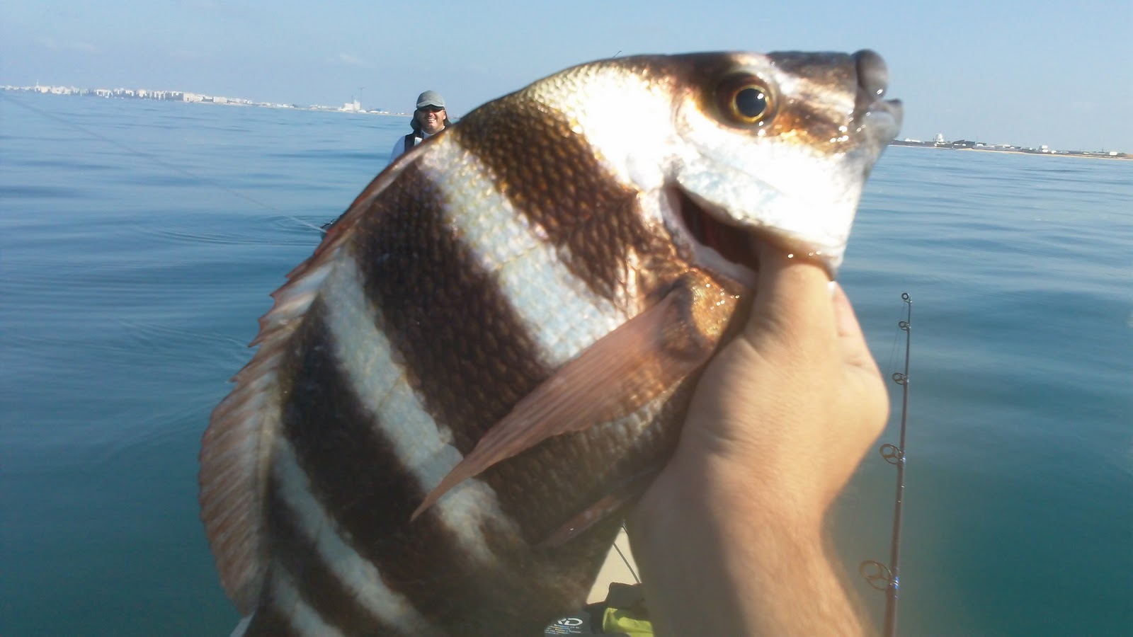 el arte del "bolo": Sargo Breado ( Sargus cervinus )