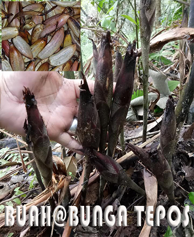 LORAS..Active To Survived: 59 Jenis Buah Hutan Yang Selamat Dimakan ...