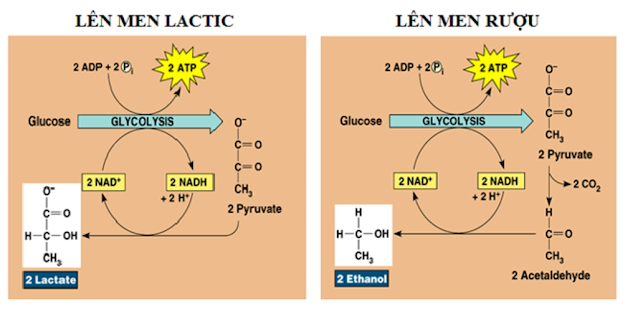 Lên men lactic là gì? ~ Mật Ong Lên Men Phương Nam - Sức khỏe cho hệ ...