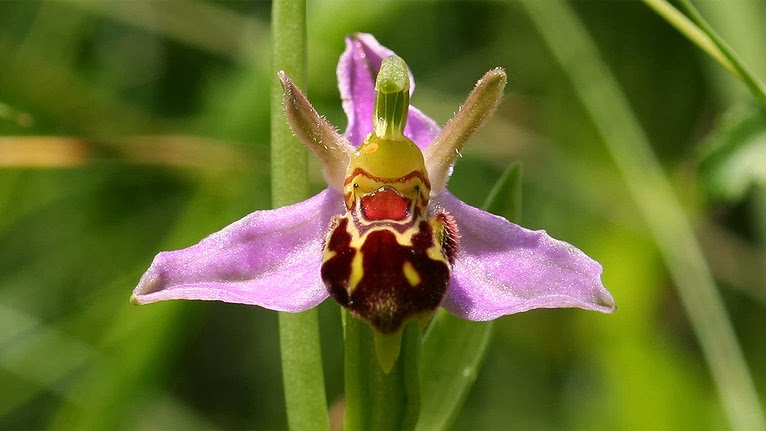 THE BEE ORCHIDS |The Garden of Eaden