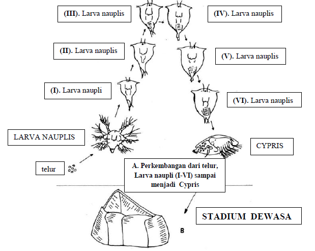Laporan Biologi Laut (Teritip) ~ fusan fuhume