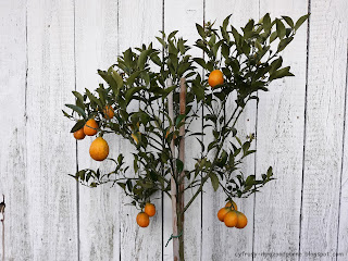 Cytrusy Mrozoodporne: Citrangequat Thomasville